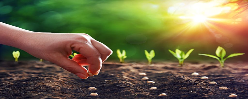 Here’s What You Need To Know About Sowing Seeds! – Agrisetu E-Market